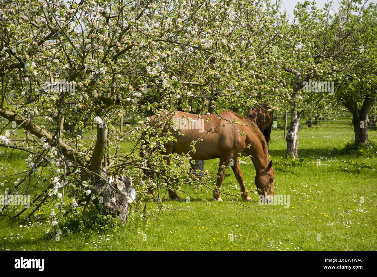 Horse adult grazing apple orchard trees with Stock Photo - Alamy
