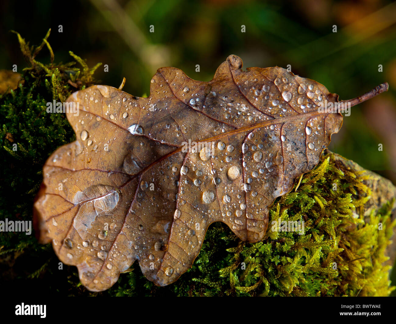 Rain drops moss hi-res stock photography and images - Alamy