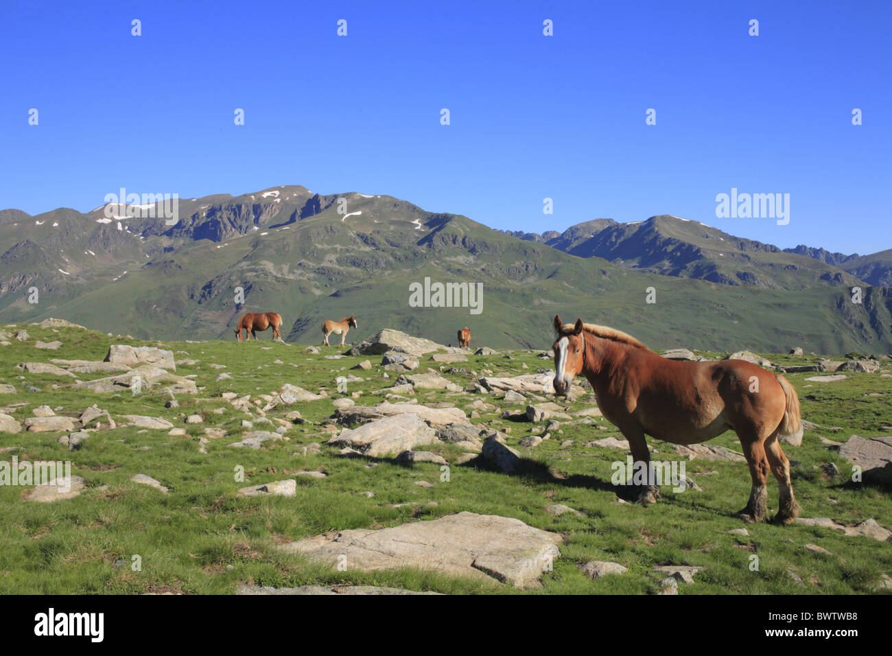 France French Pyrenees natural wild wildlife environment environmental ...