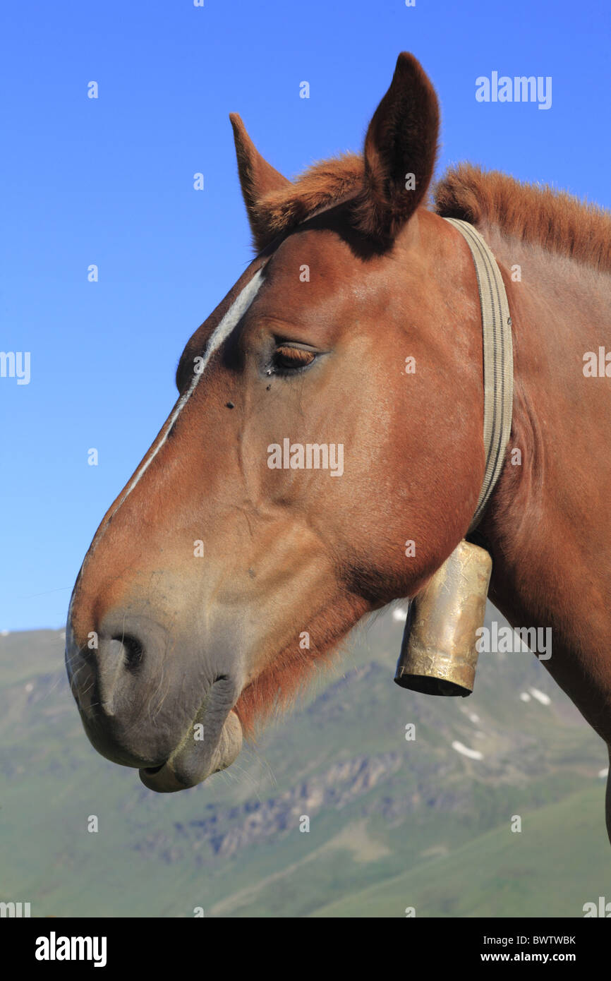 Horse, Comtois, breed reared for meat, adult, close-up of head with ...