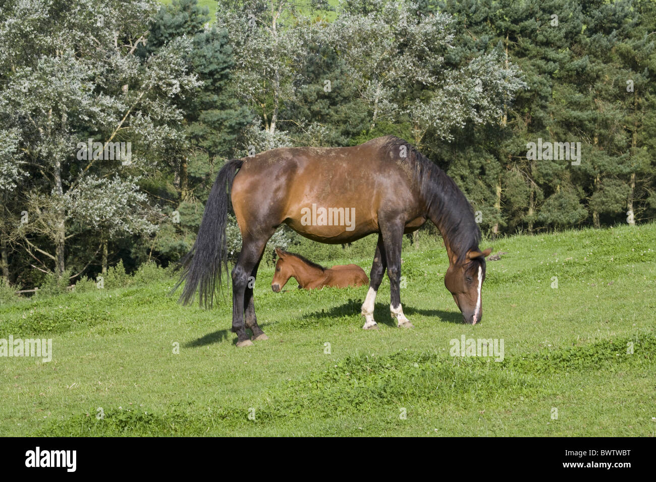 Resting horse hi-res stock photography and images - Alamy