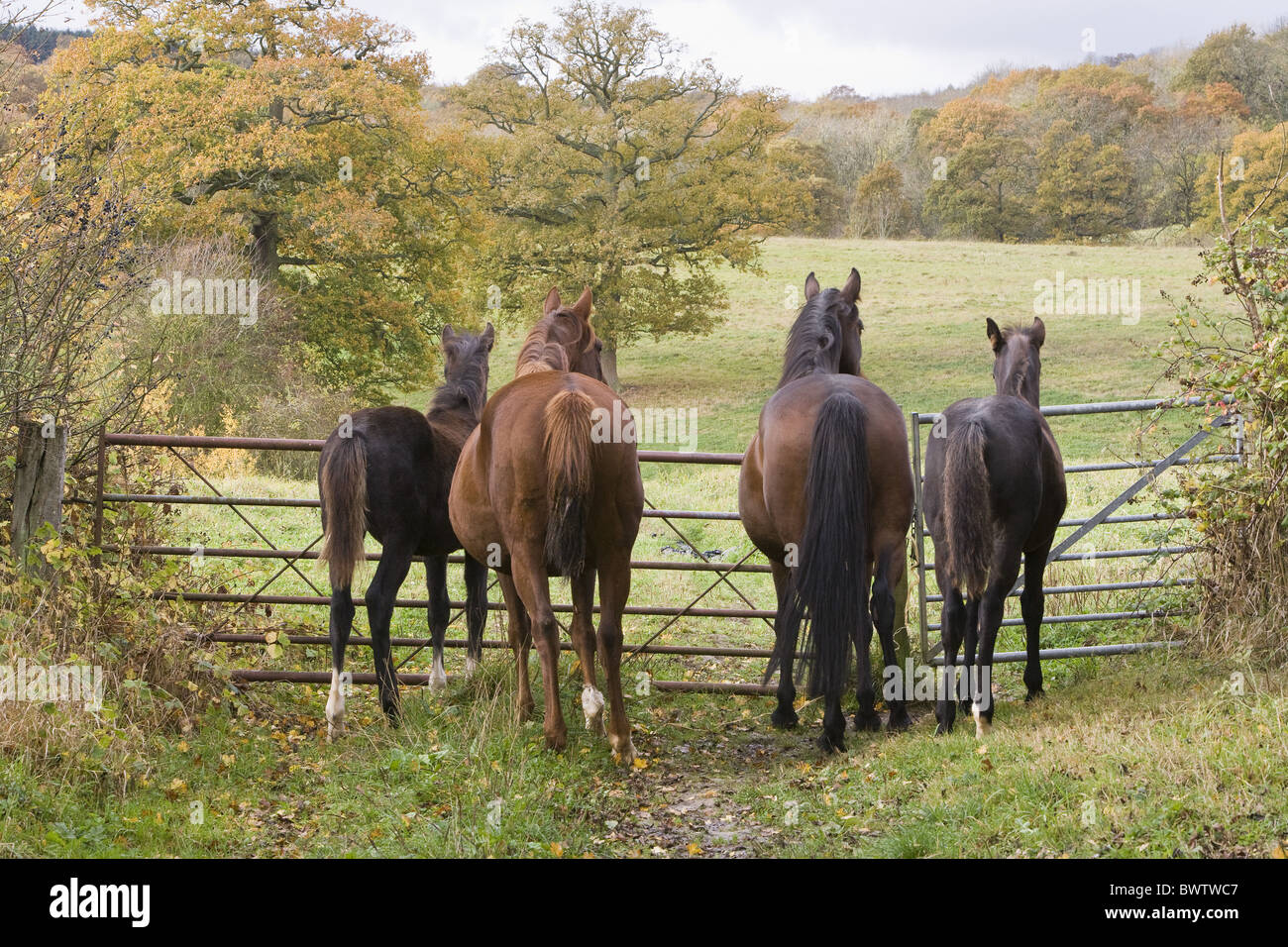 Horse mares foals looking over gate into new Stock Photo - Alamy