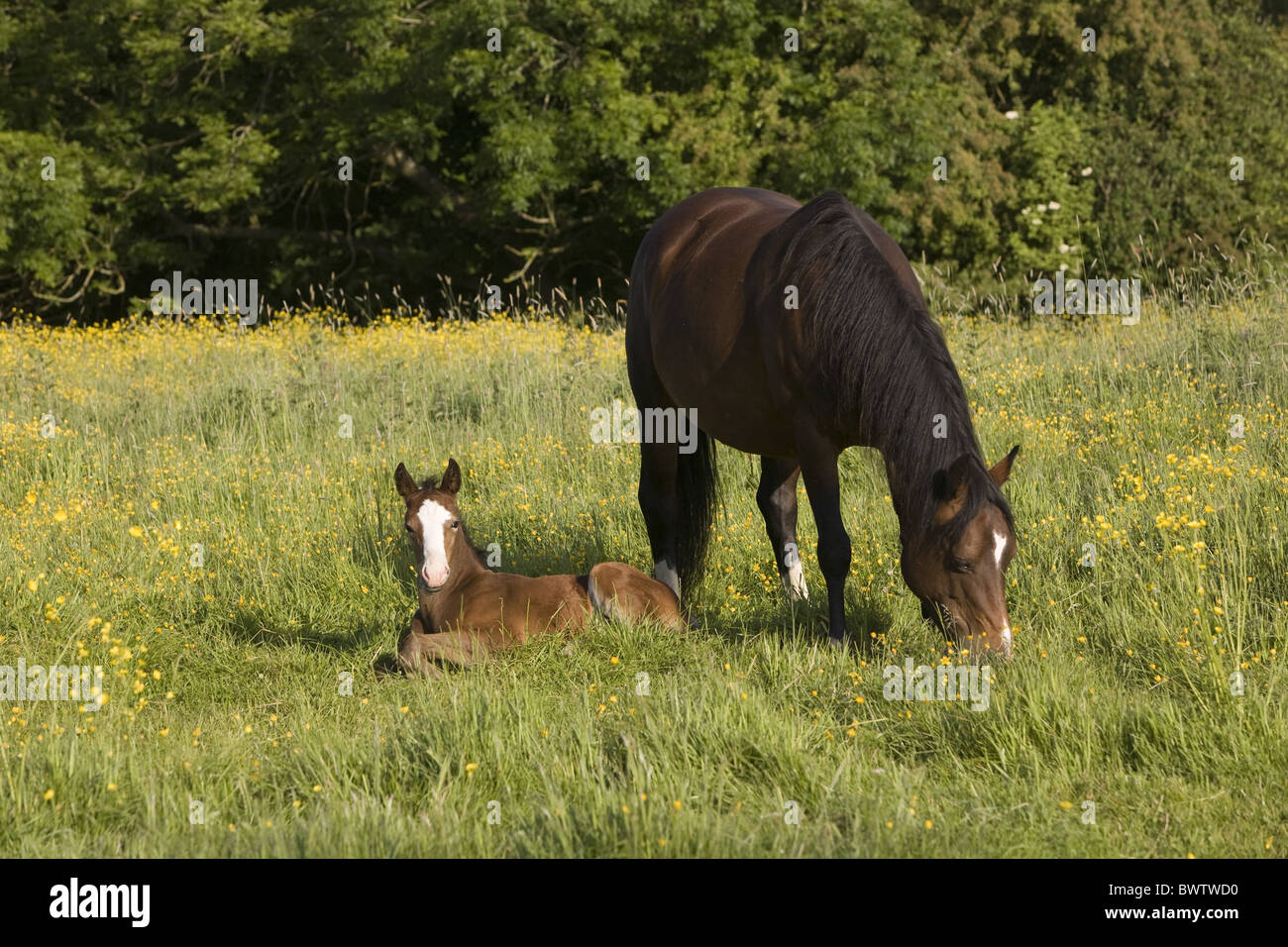 Horse mare with foal resting field early morning Stock Photo - Alamy