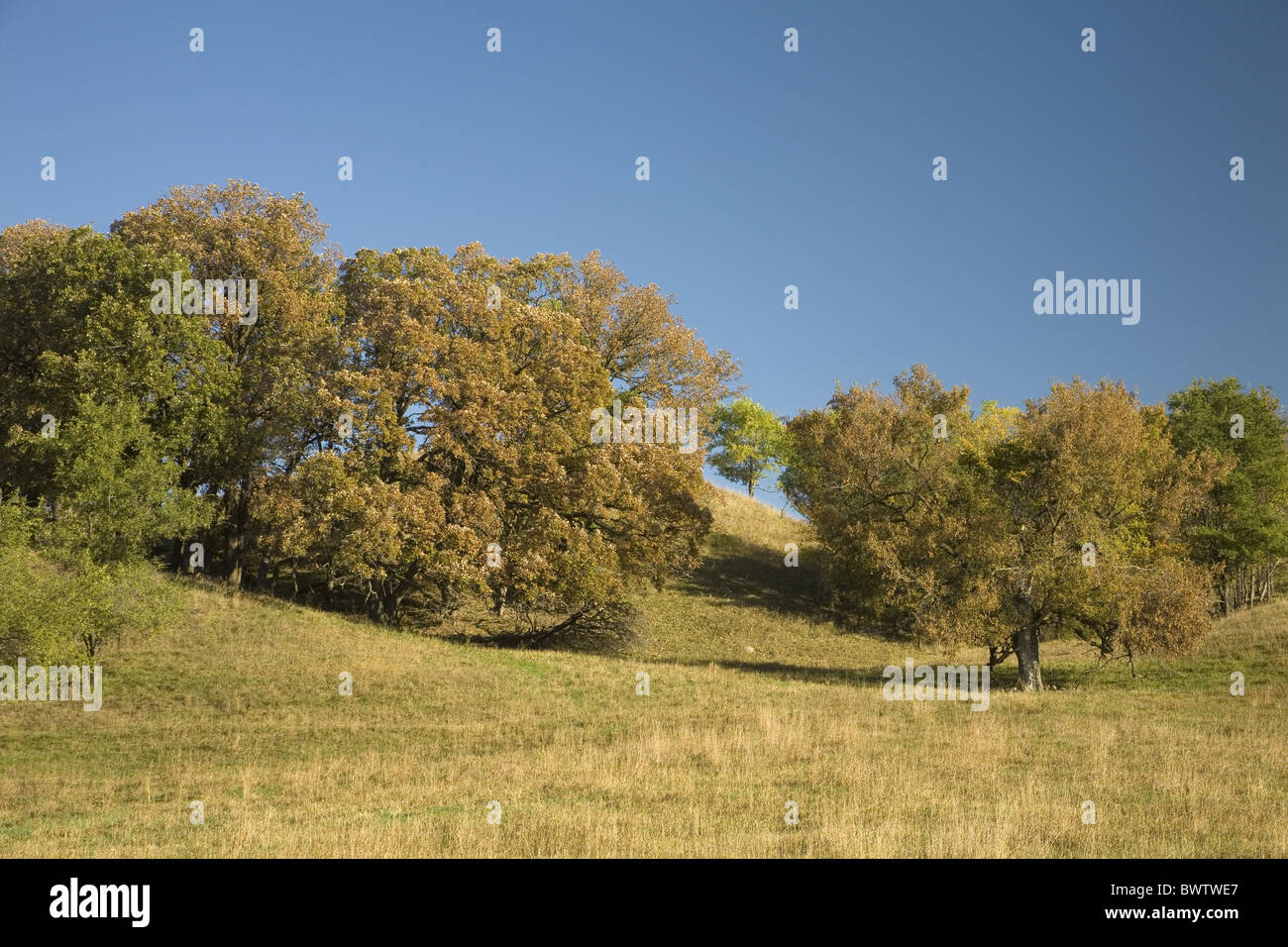 Trees grassland autumn Fort Ransom Ransom County Stock Photo - Alamy