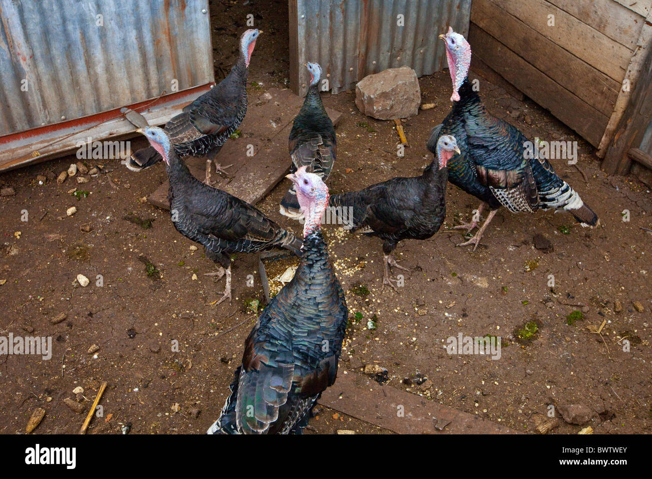 Turkey pen hi-res stock photography and images - Alamy