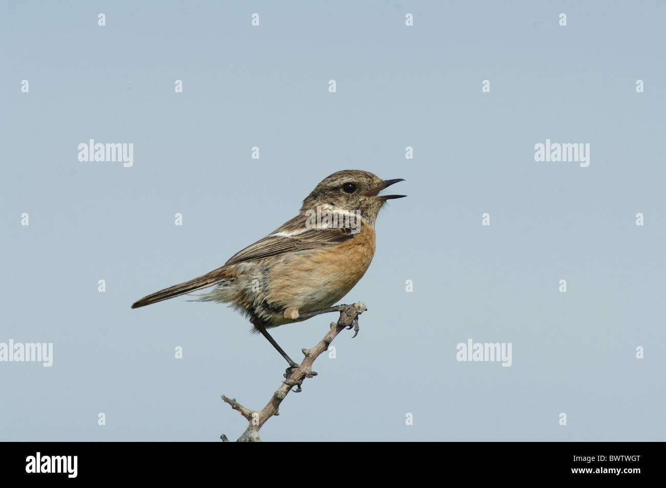 Female eurasian stonechat hi-res stock photography and images - Alamy