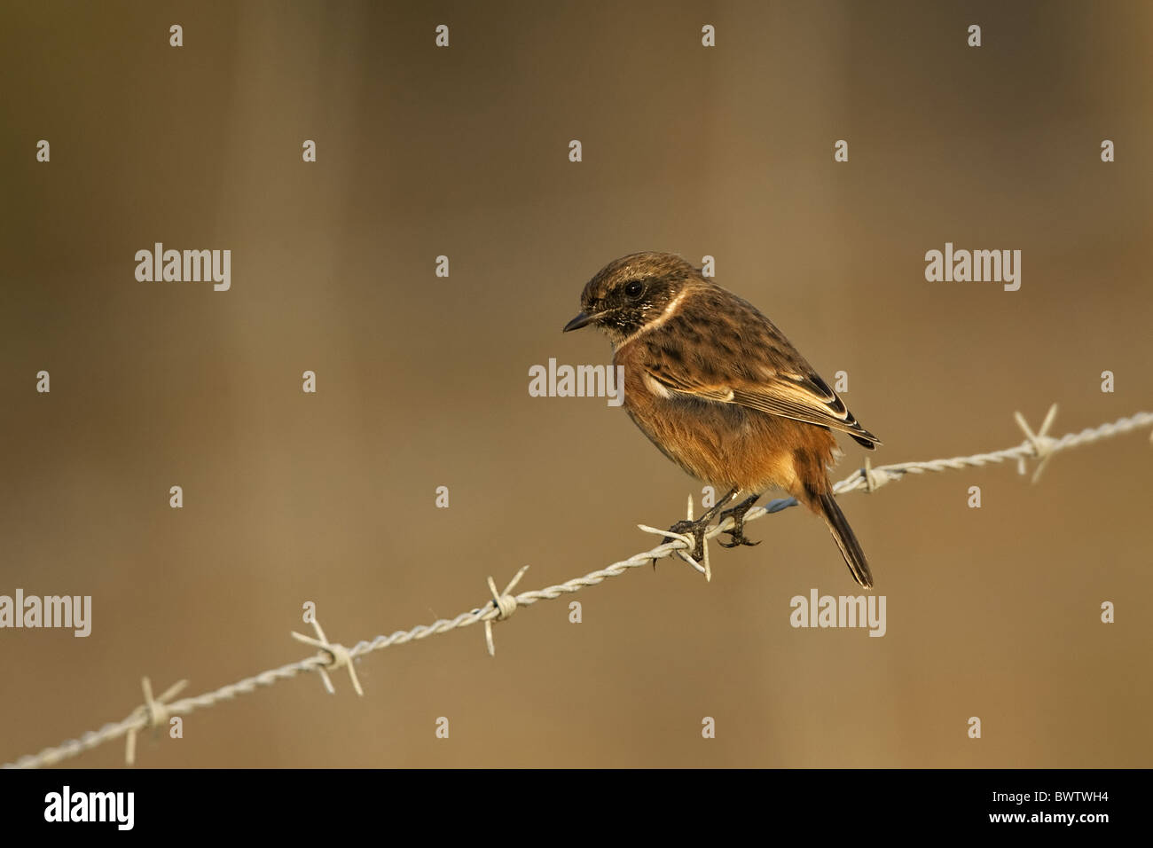 Common stonechat autumn hi-res stock photography and images - Alamy
