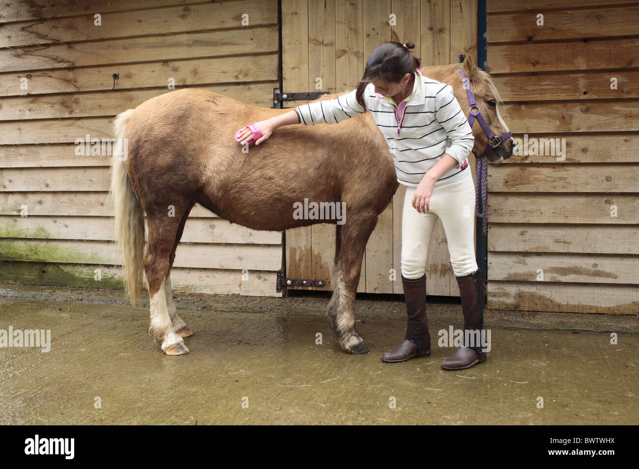 pony horse ponies groom grooming stable care caring brush brushing ...