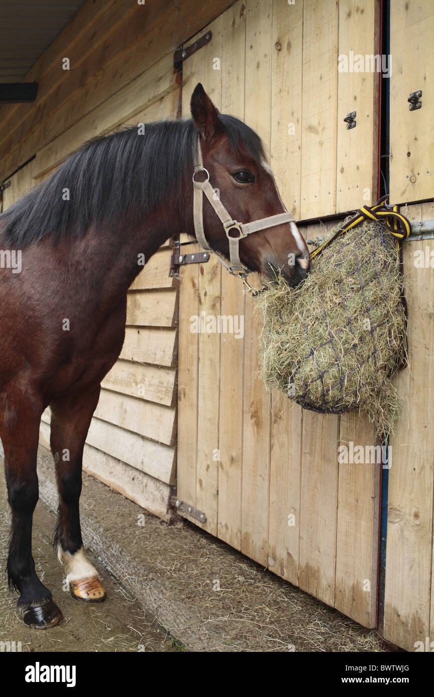 pony horse ponies stable care caring welsh wales britain british ...