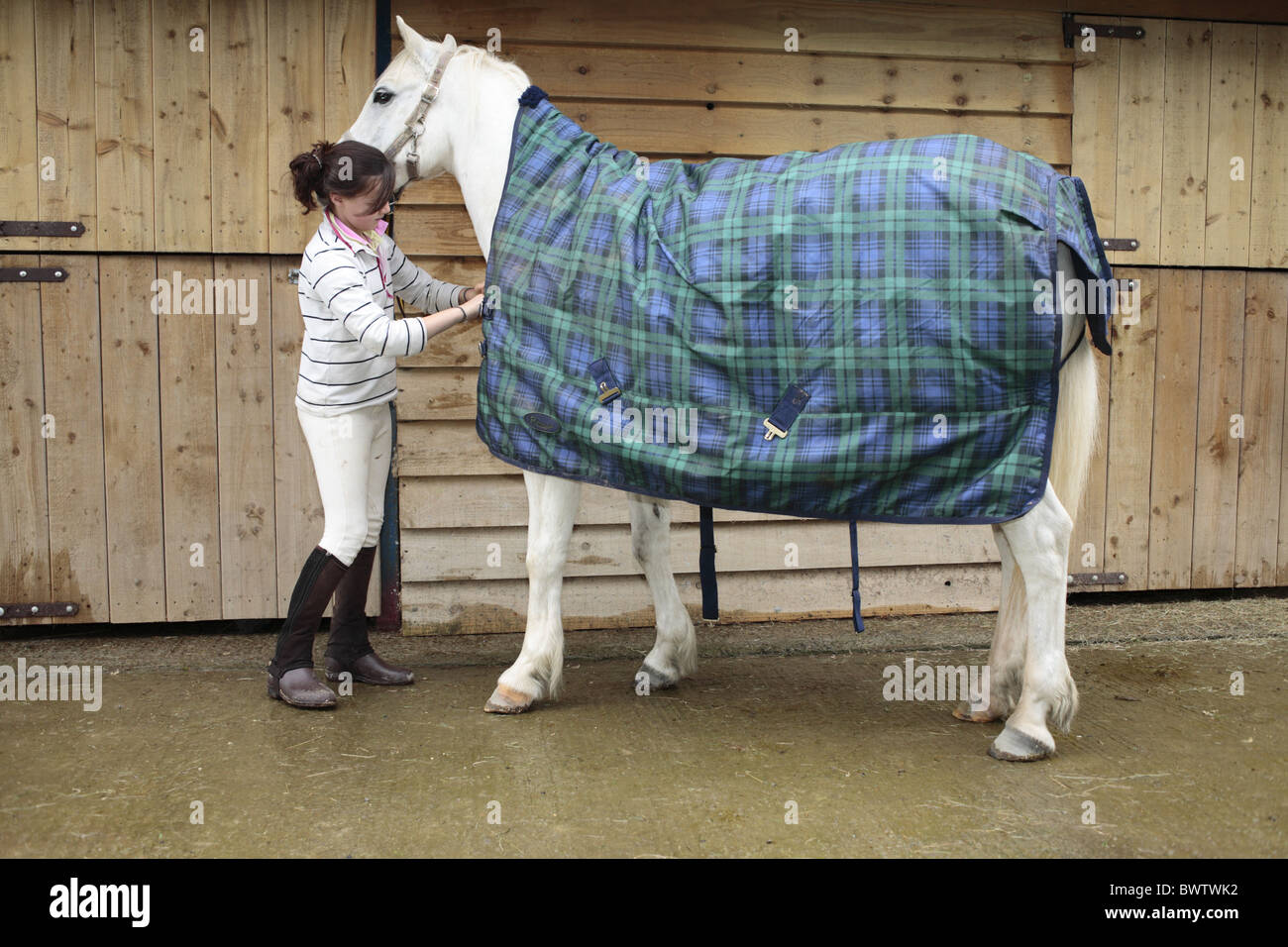 pony horse ponies stable care caring young girl welsh wales britain ...