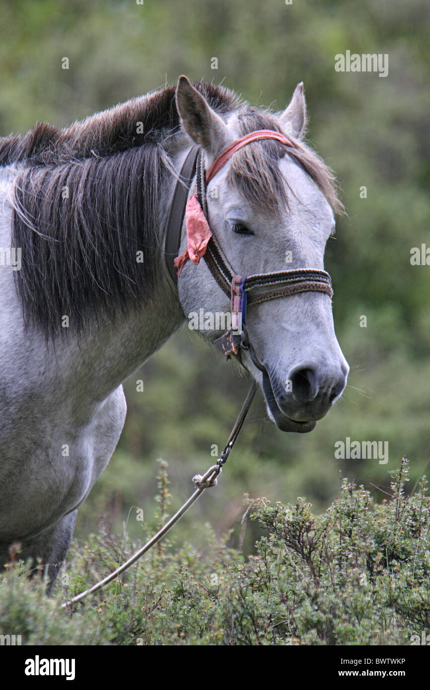 Pony adult close-up head with bridle headcollar Stock Photo - Alamy