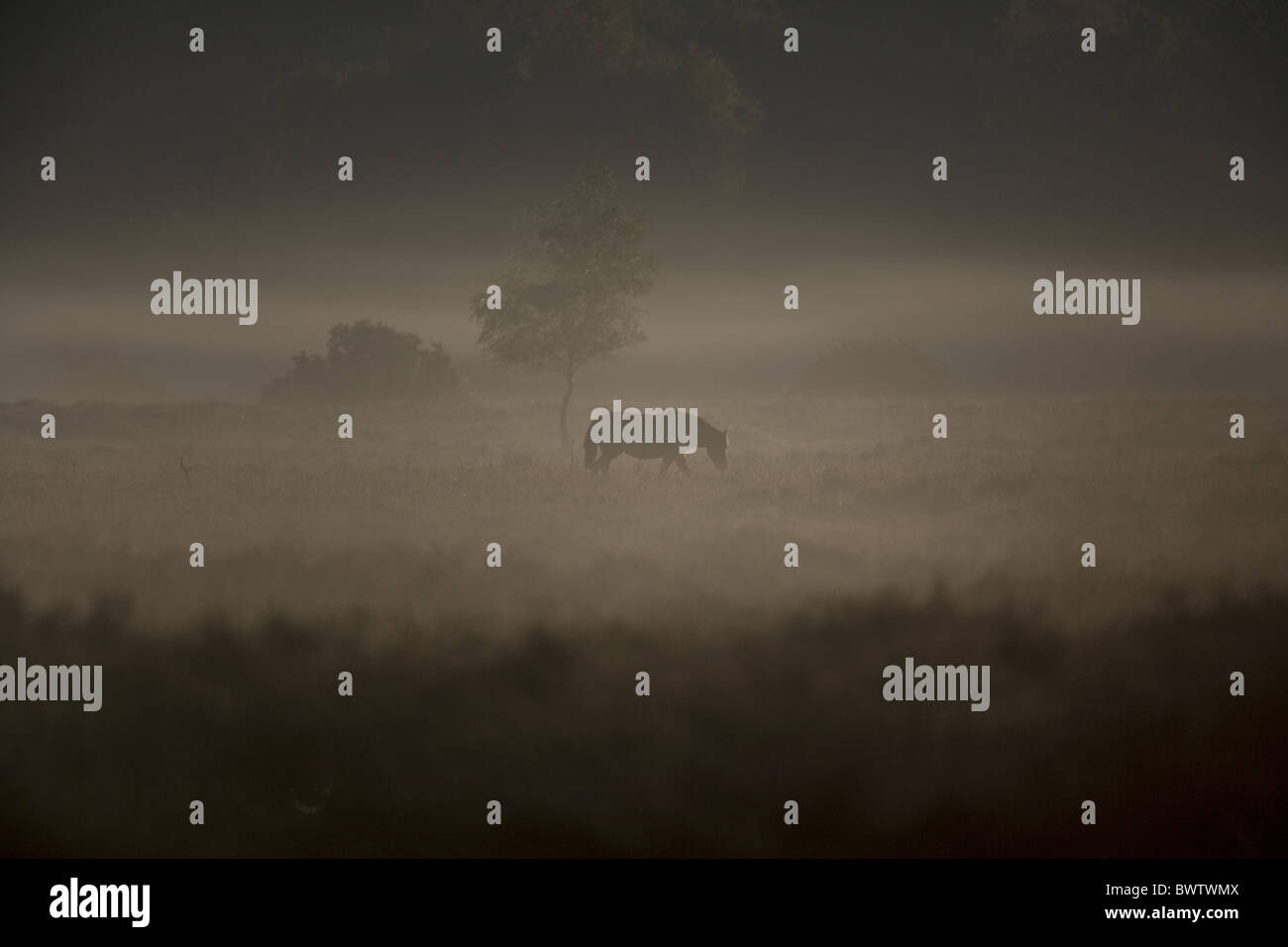 horse horses domestic domesticated equid equidae mammal mammals animal ...