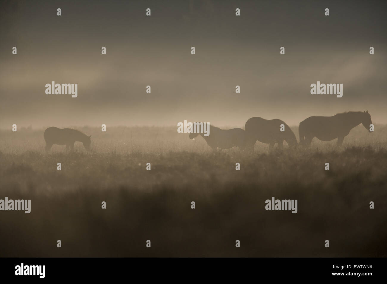 horse horses domestic domesticated equid equidae mammal mammals animal ...