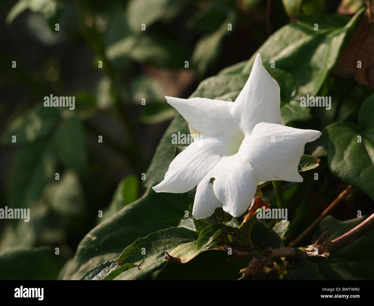 White single hi-res stock photography and images - Alamy