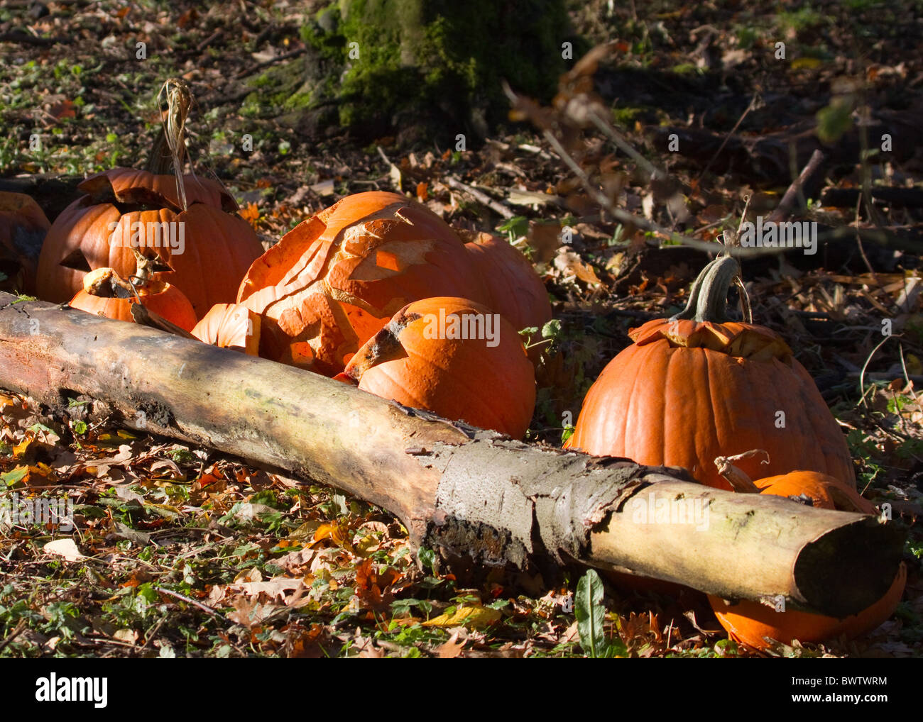 The day after halloween hi-res stock photography and images - Alamy