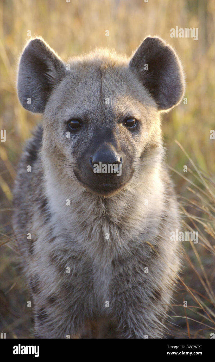 Spotted Hyena Crocuta crocuta adult close-up head Stock Photo - Alamy