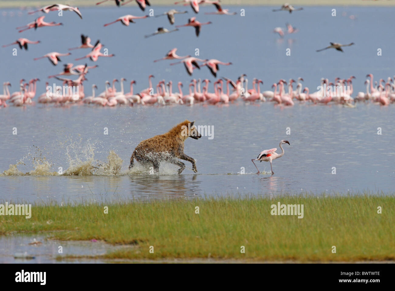 Spotted Hyena Crocuta crocuta adult chasing Stock Photo - Alamy