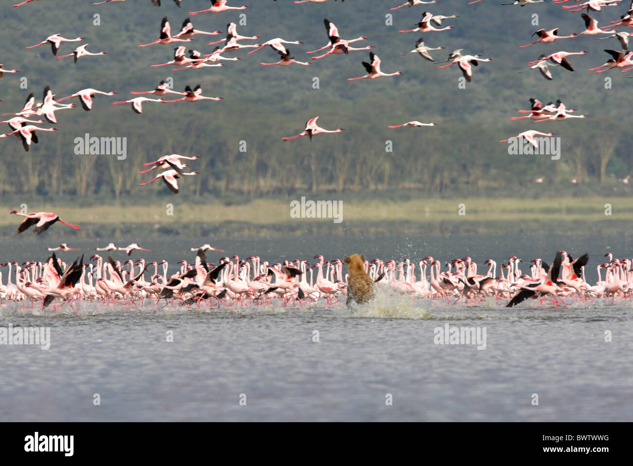 Spotted Hyena Crocuta crocuta adult chasing Stock Photo - Alamy
