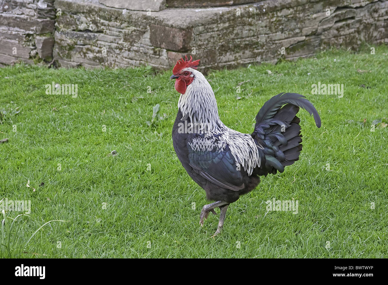 The norfolk grey chicken hi-res stock photography and images - Alamy