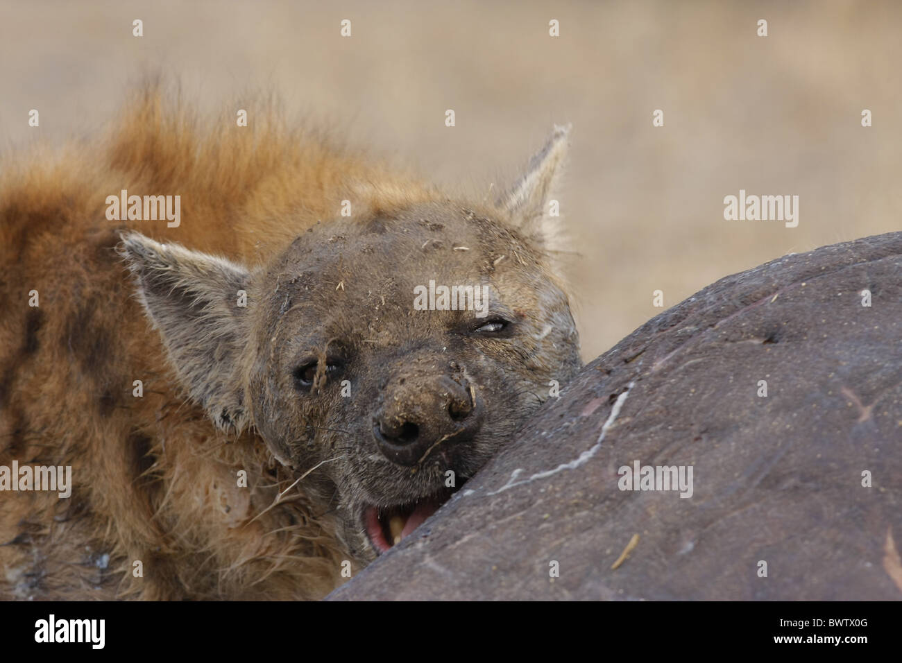Spotted Hyena Crocuta crocuta adult close-up head Stock Photo - Alamy