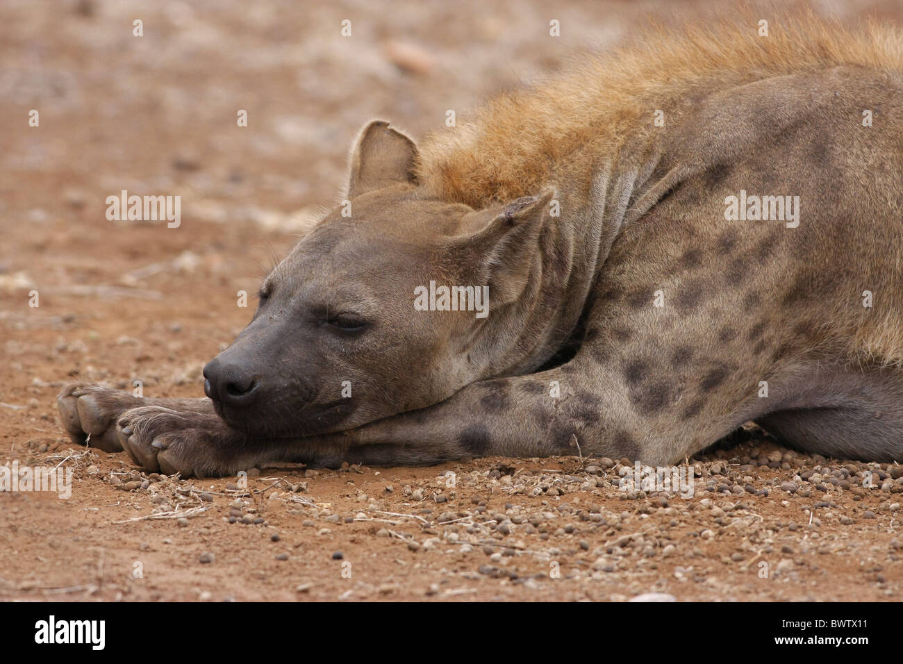 Spotted Hyena Crocuta crocuta adult female Stock Photo - Alamy