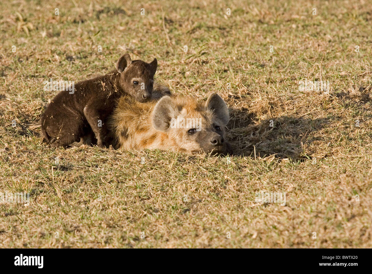 animals mammals hyena spotted hyena Crocuta crocuta Crocuta Masai Mara ...