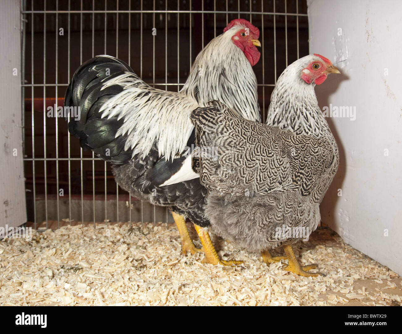 Domestic Chicken, Silver Pencilled Wyandotte, cockerel and hen ...
