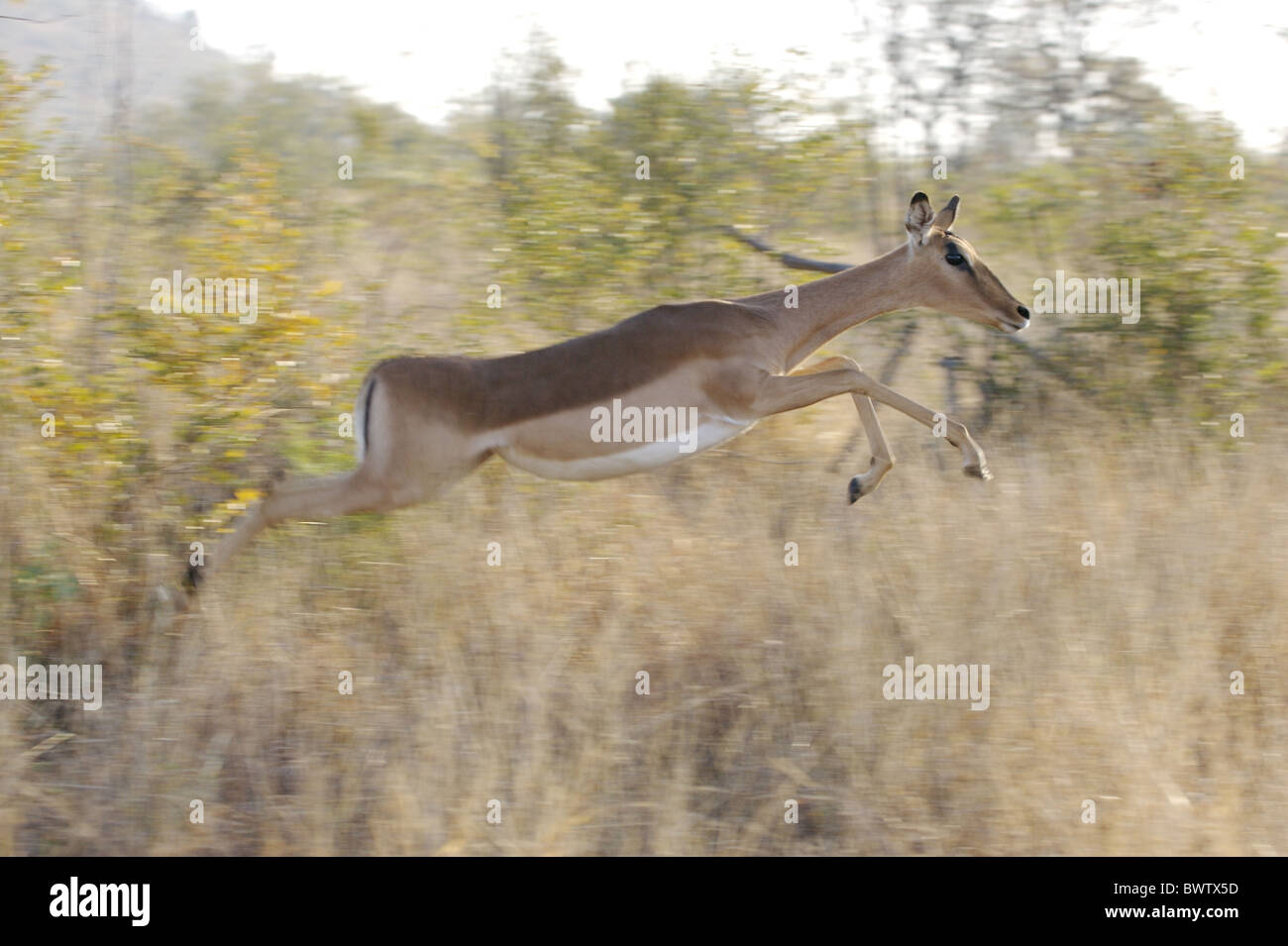 Impala Aepyceros melampus adult female 'pronking' Stock Photo - Alamy