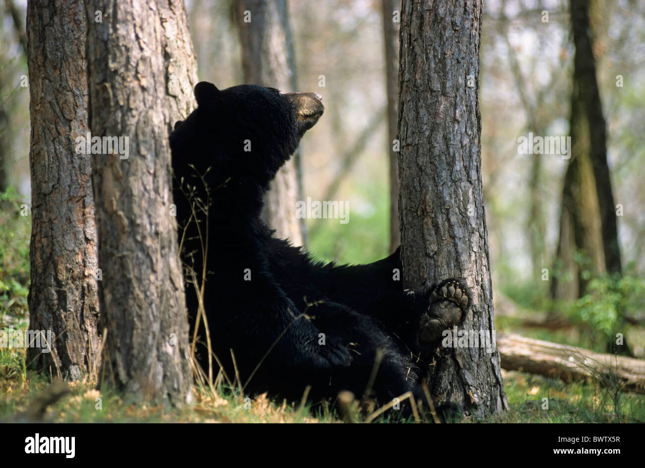 Bear rubbing back tree hi-res stock photography and images - Alamy