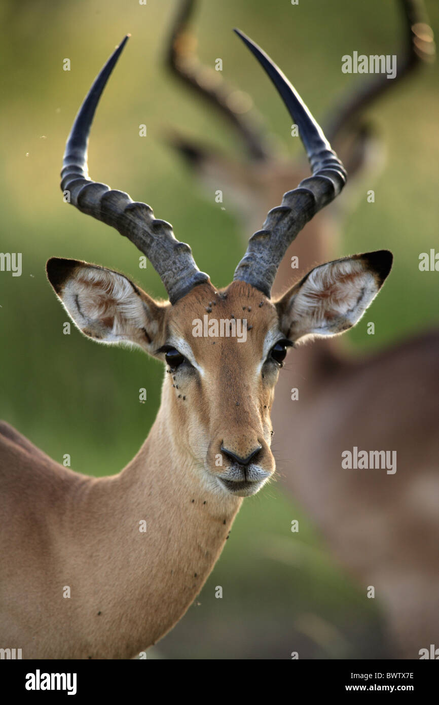 maennlich - male Portrait - close up impala impalas africa african ...