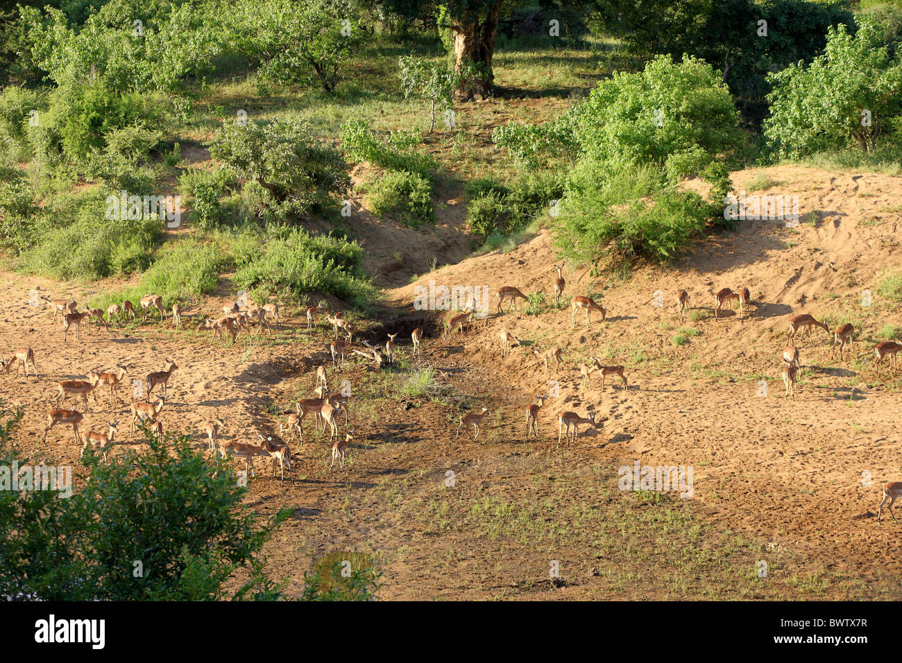 Impala herd feeding High Resolution Stock Photography and Images - Alamy
