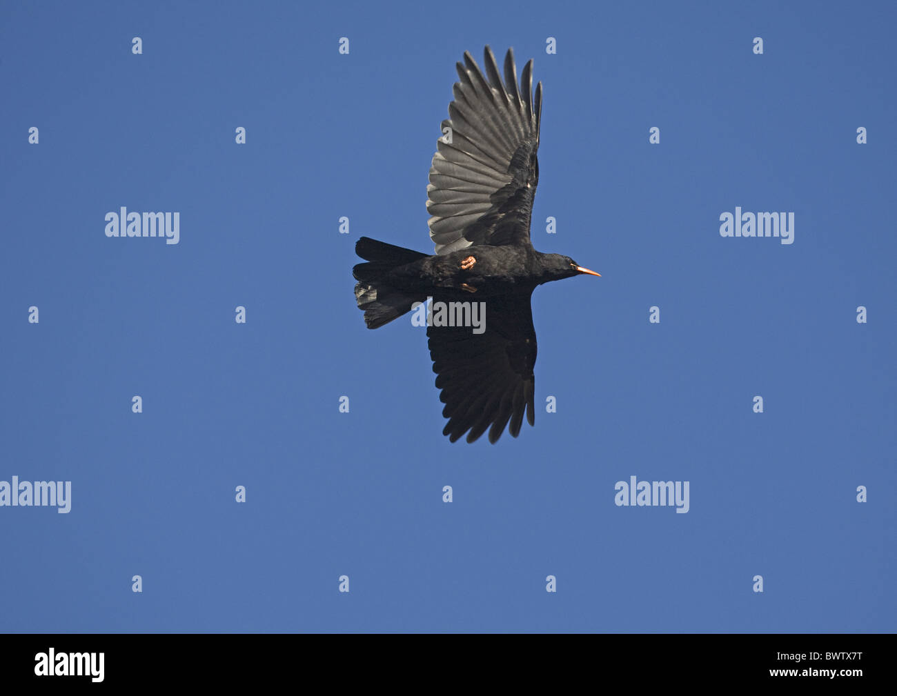Red-billed Chough (Pyrrhocorax pyrrhocorax erythropthalmus) adult, in ...