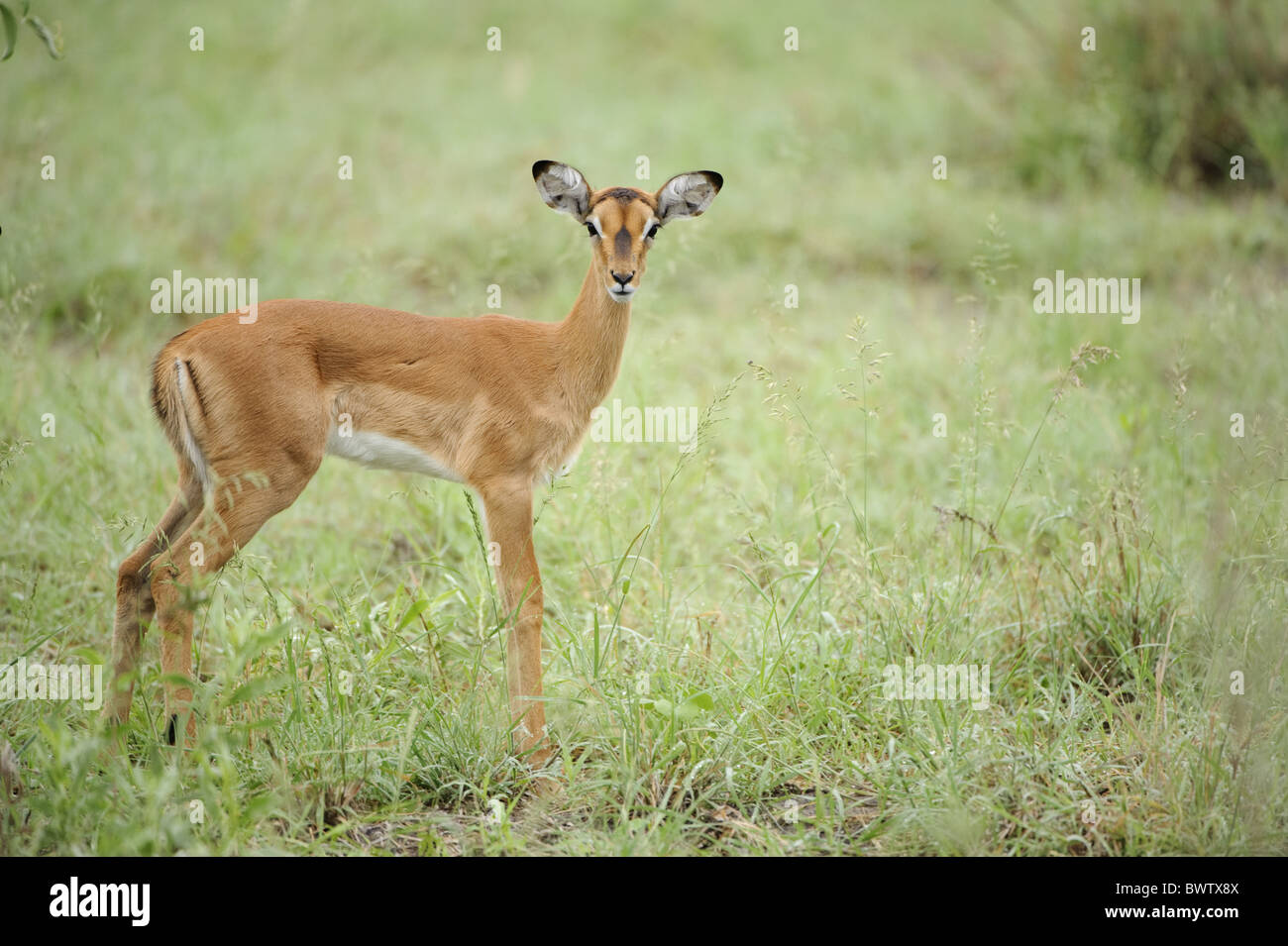 botswana delta kwando lagoon nature okavango wildlife impala impalas ...