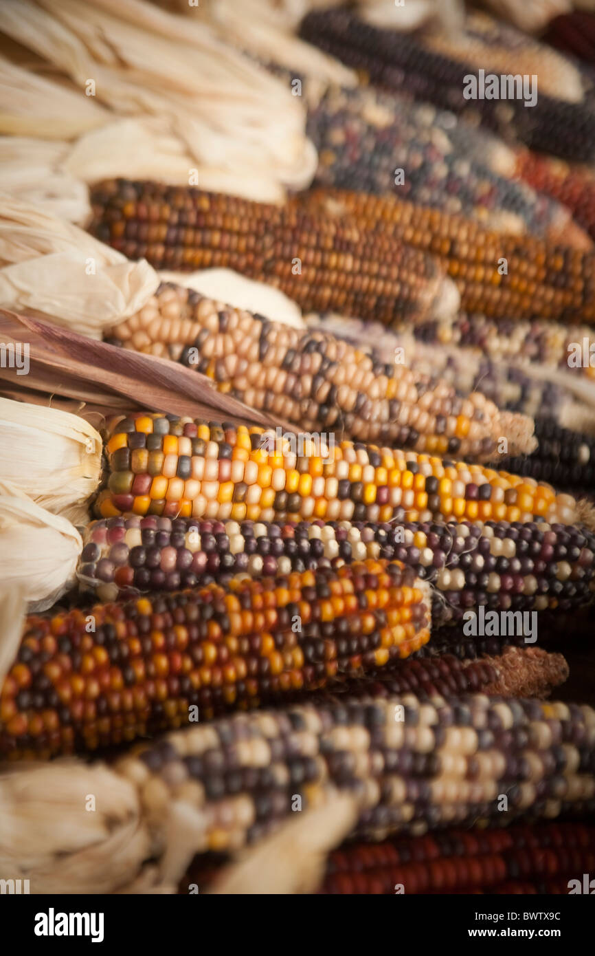 Multi colored corn hi-res stock photography and images - Alamy