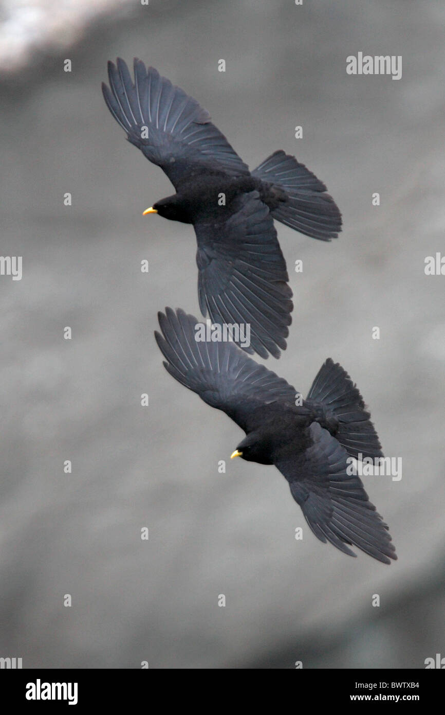 Alpine Chough (Pyrrhocorax graculus) two adults, in flight, above ...