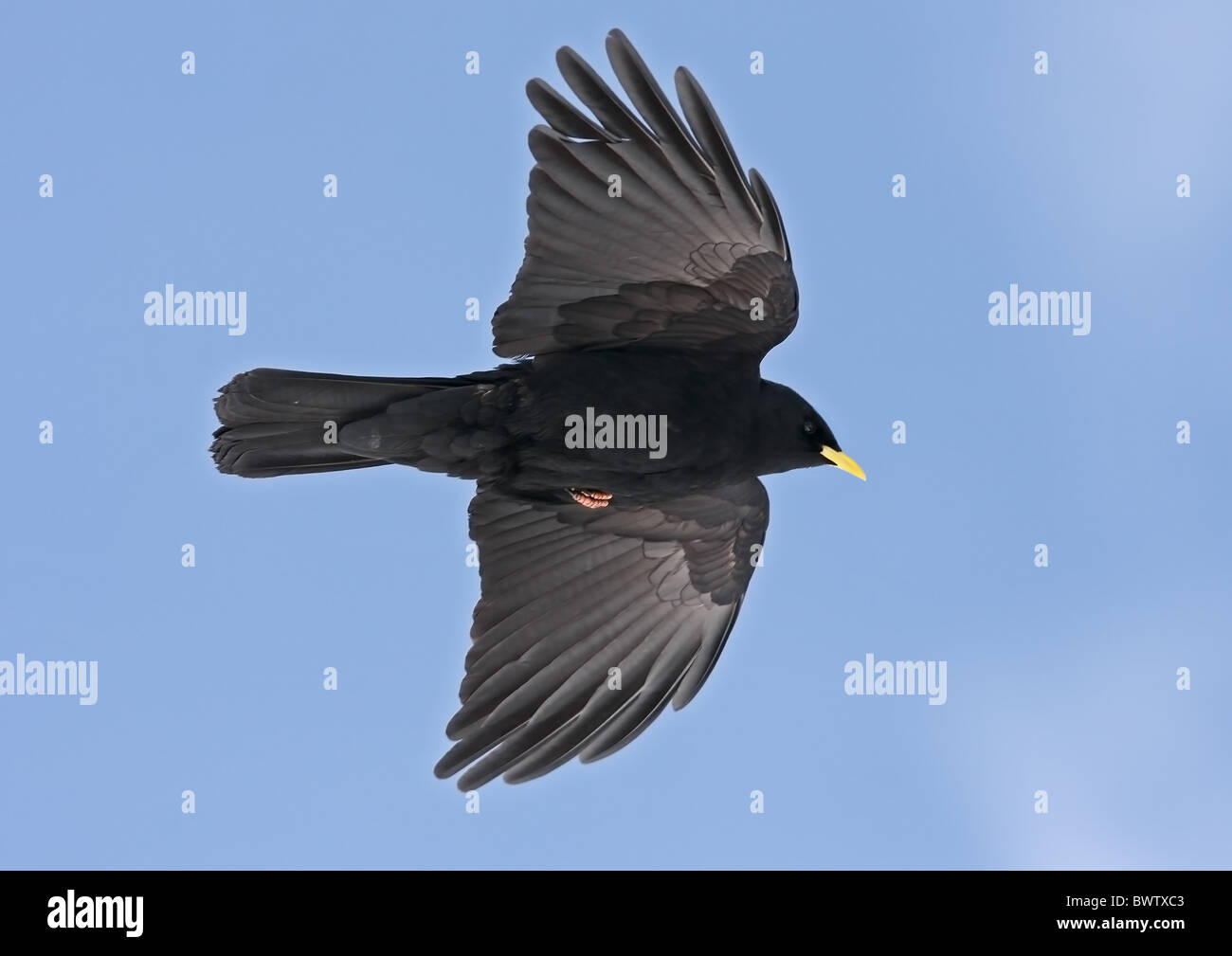 Alpine Chough (Pyrrhocorax graculus) adult, in flight, Dolomites, Italy ...
