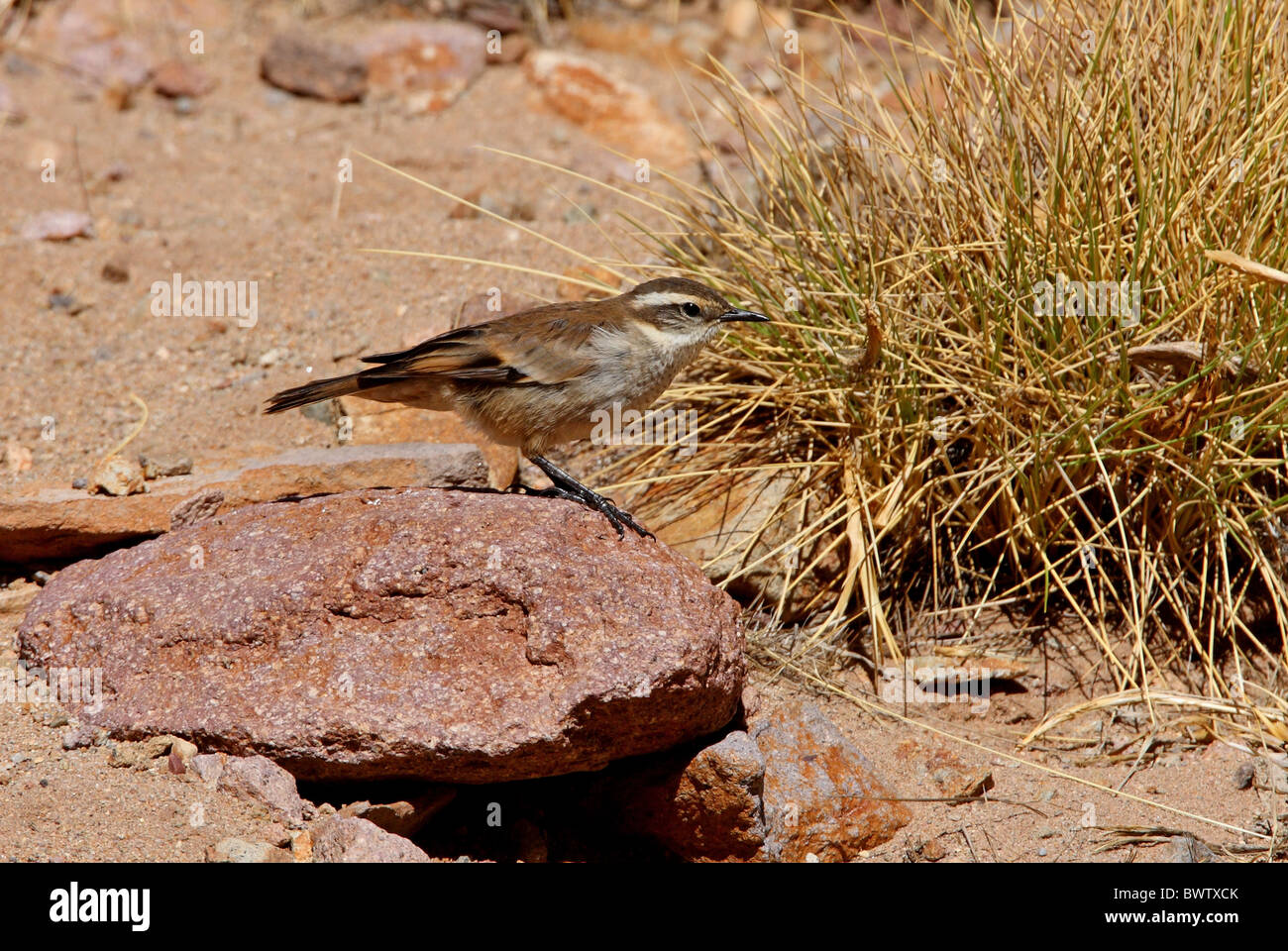 Bar-winged Cinclodes (Cinclodes fuscus) adult, standing on rock, Salta ...