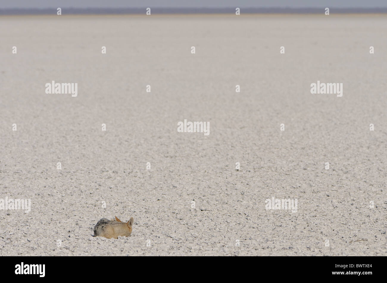 arid black backed jackal dry dust etosha landscape mammal namibia pan ...
