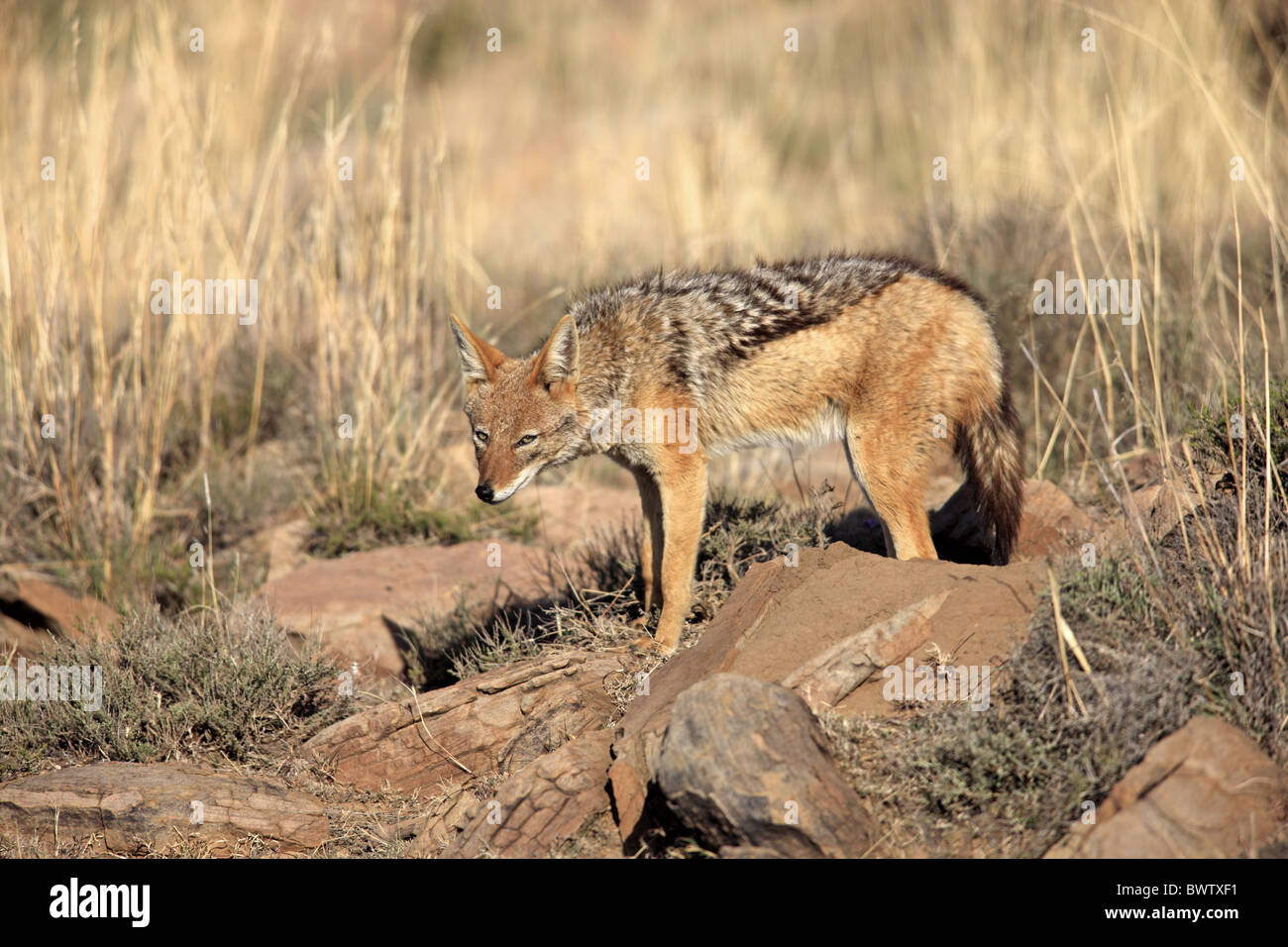 jackal jackals africa african mammal mammals animal animals wildlife ...