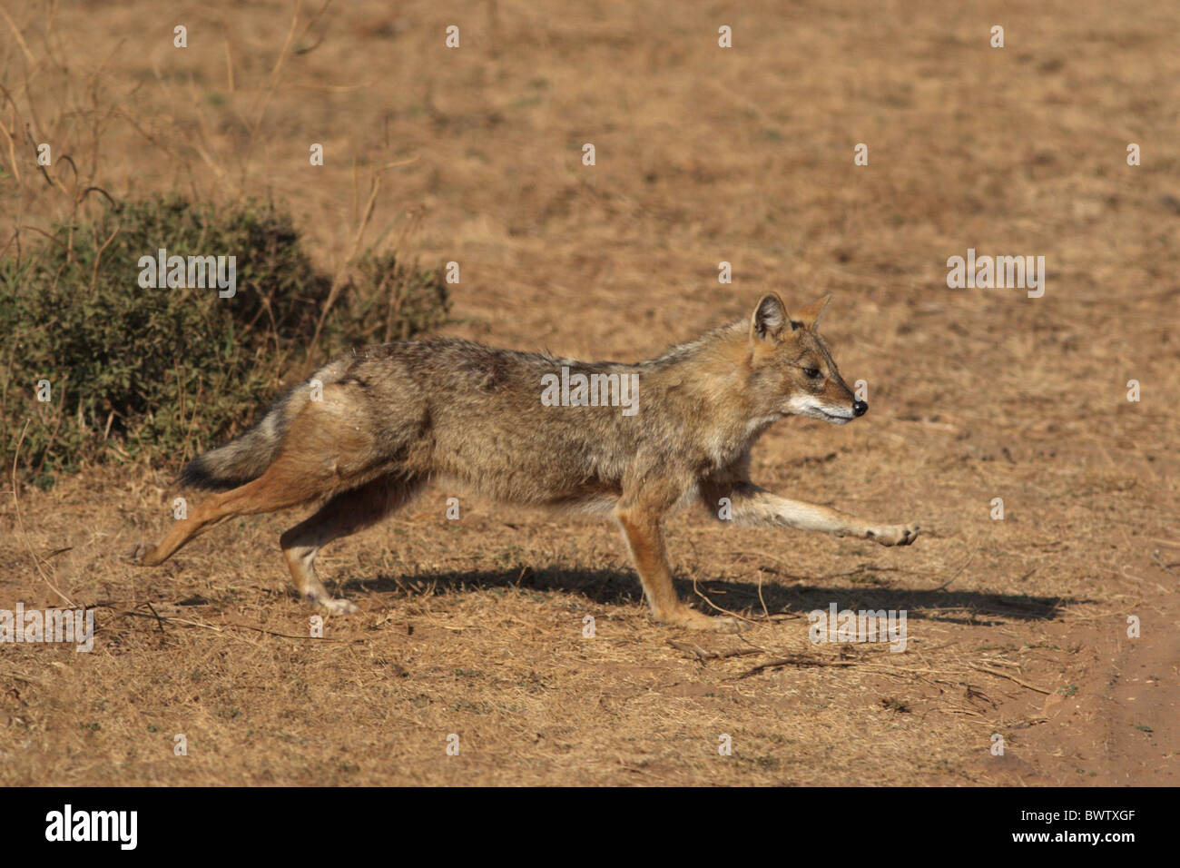 trotting jackal jackals "golden jackal" "common jackal" africa african ...