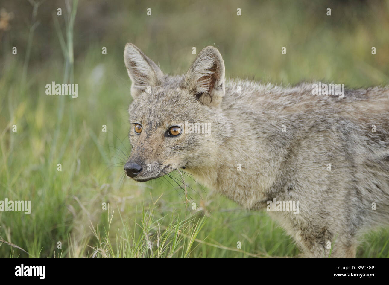 botswana chiefs delta grass island okavango side striped jackal staring ...