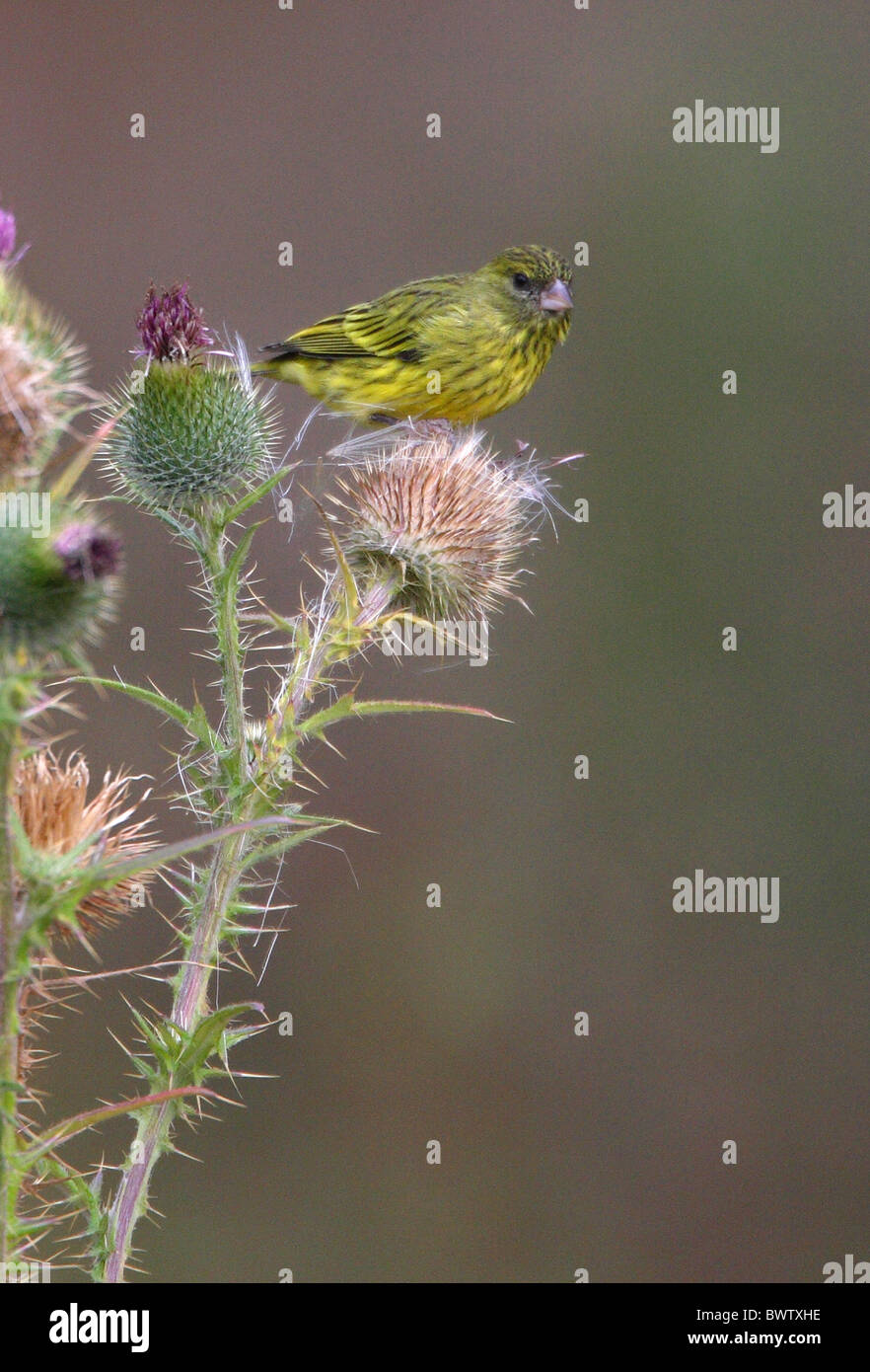 African citril serinus citrinelloides adult female hi-res stock ...