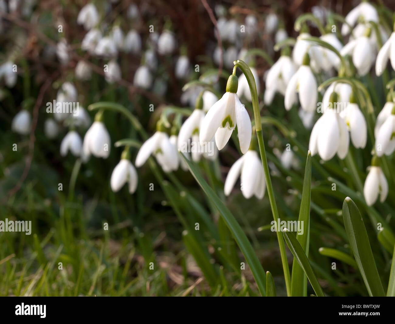 Early snowdrops hi-res stock photography and images - Alamy