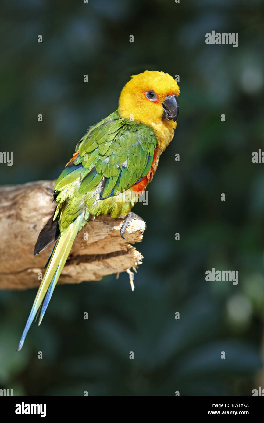 Jandaya parakeet hi-res stock photography and images - Alamy
