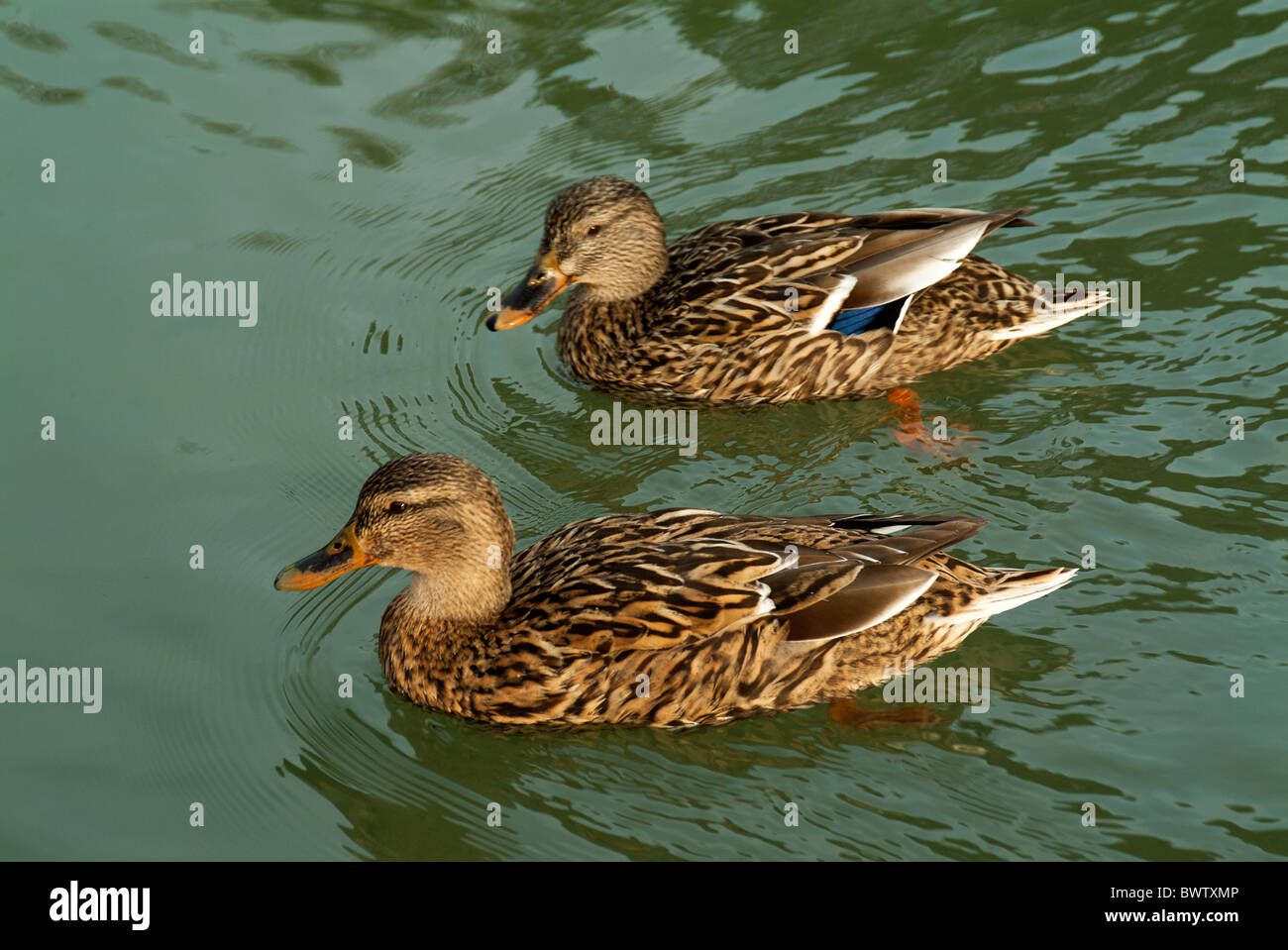 Two female ducks on the water, Provence, France Stock Photo - Alamy