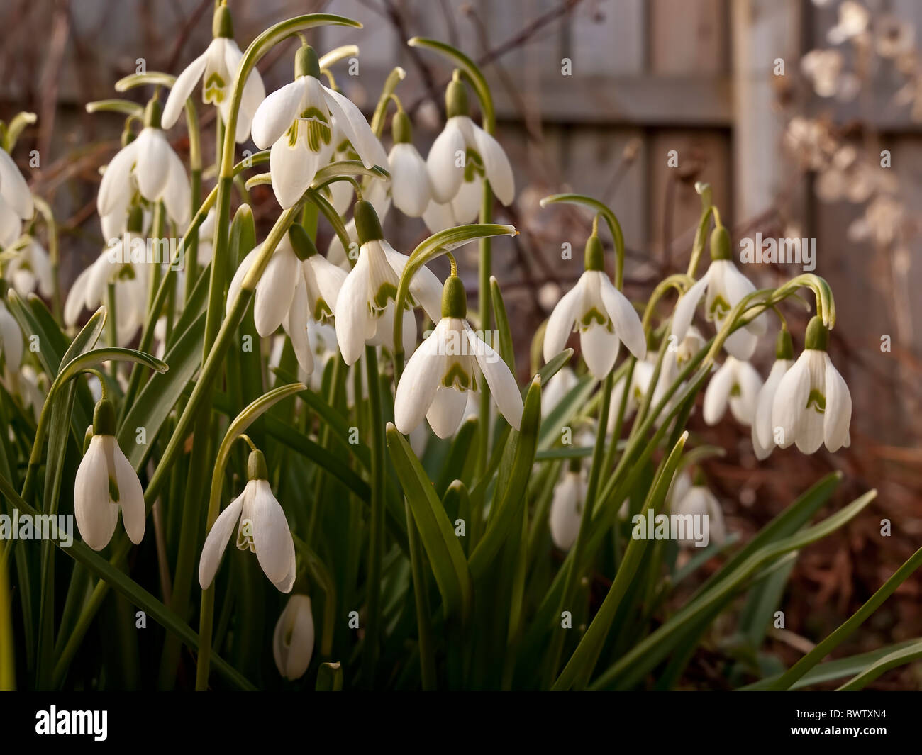 Early snowdrops hi-res stock photography and images - Alamy