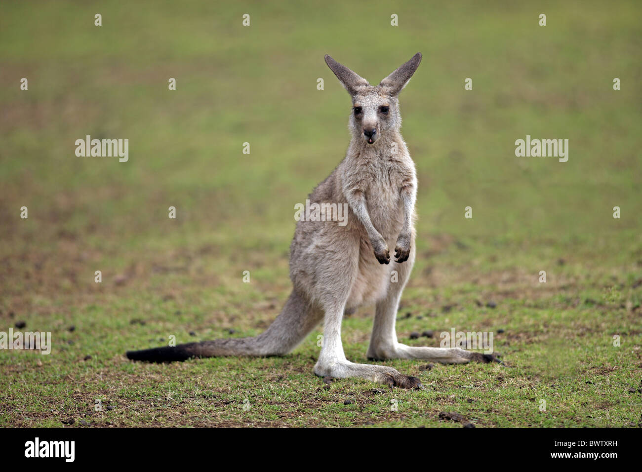 kangaroo kangaroos marsupial marsupials macropod macropods australia ...