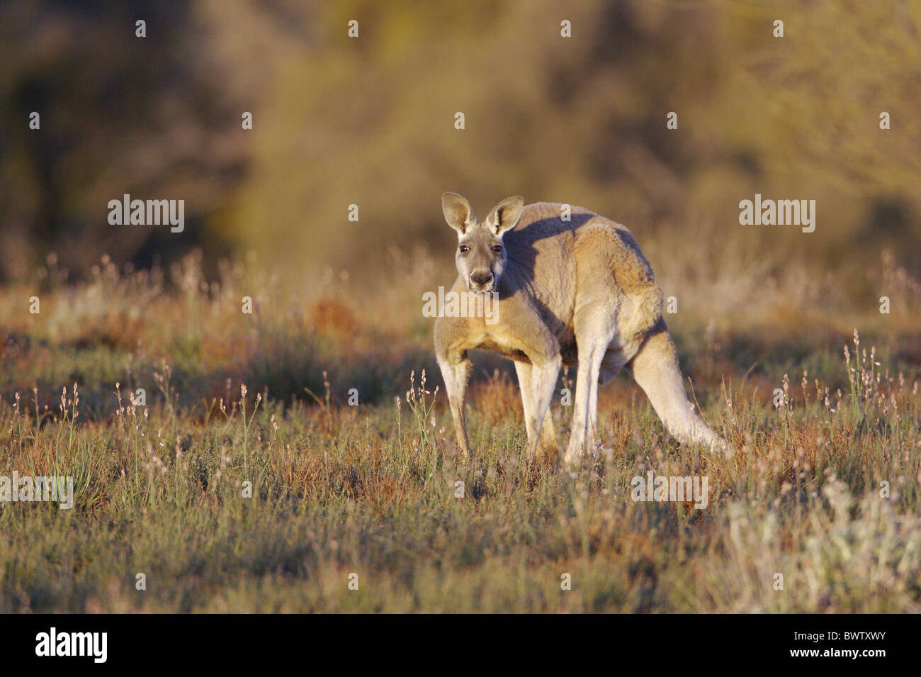 kangaroo kangaroos marsupial marsupials macropod macropods australia ...
