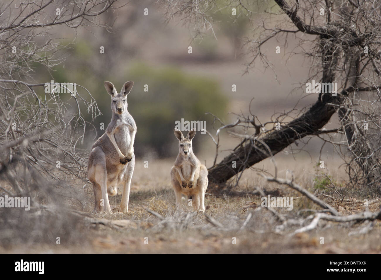kangaroo kangaroos marsupial marsupials macropod macropods australia ...