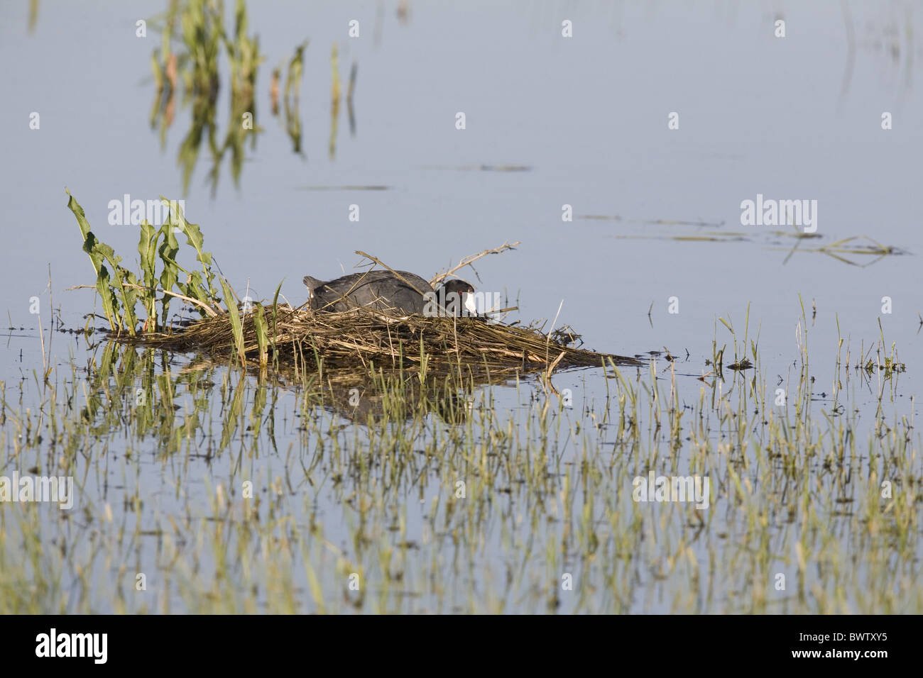 American coot nest hi-res stock photography and images - Alamy